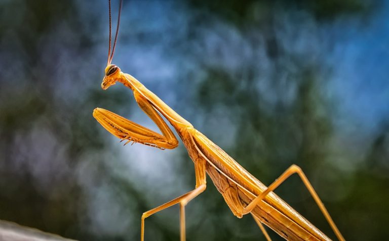 30+ Amazing Praying Mantis Facts for Kids