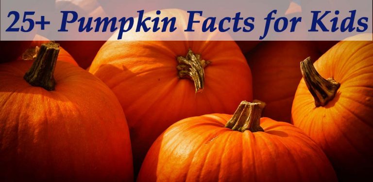 25+ Interesting Pumpkin Facts for Kids