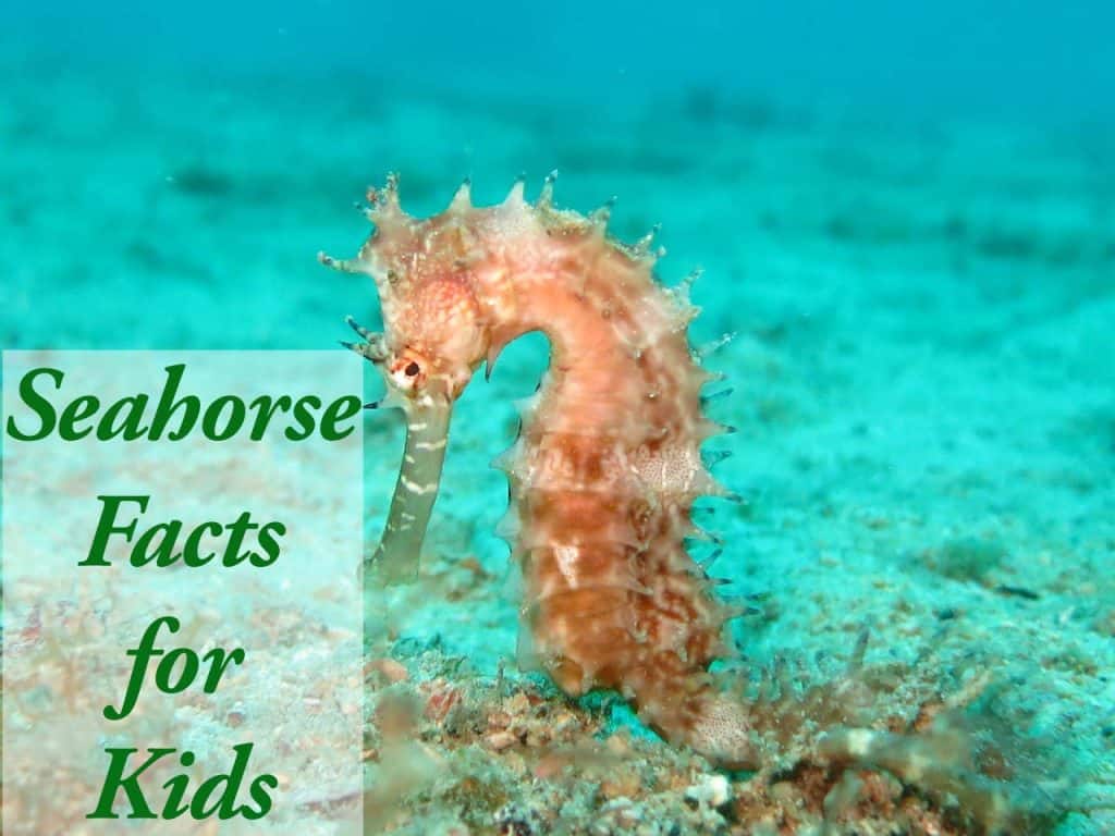 25 Most Amazing and Interesting Seahorse Facts for Kids