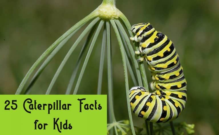 25 Surprising Facts about Caterpillar Kids Must Learn